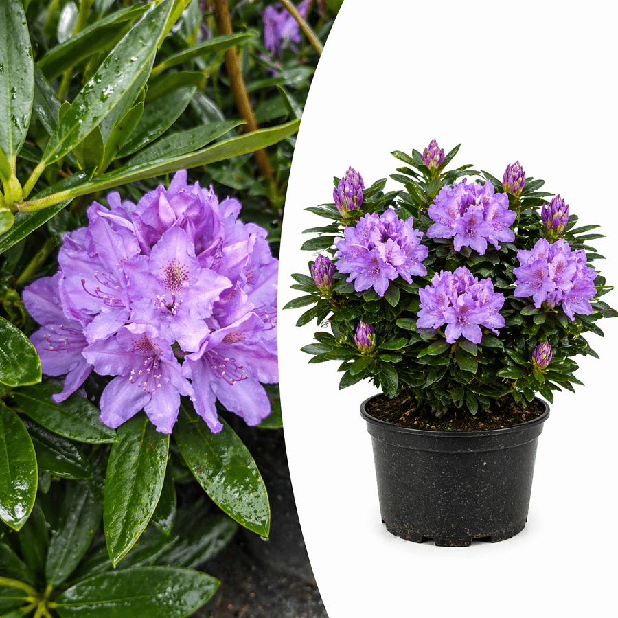 Rhododendron Ponticum Select