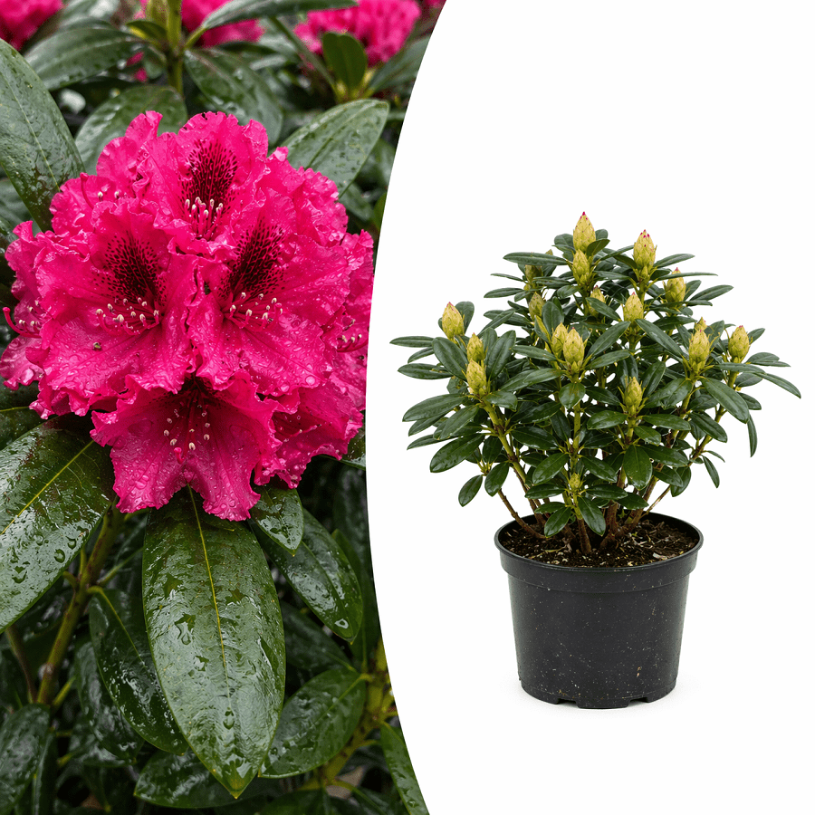 Rhododendron Marie Fortie