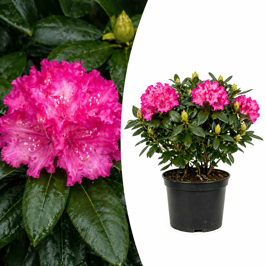 Rhododendron Diane Van Herzele