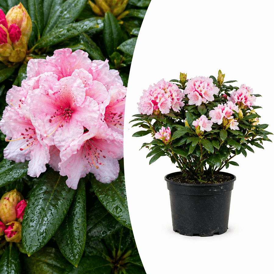 Rhododendron Virginia Richards