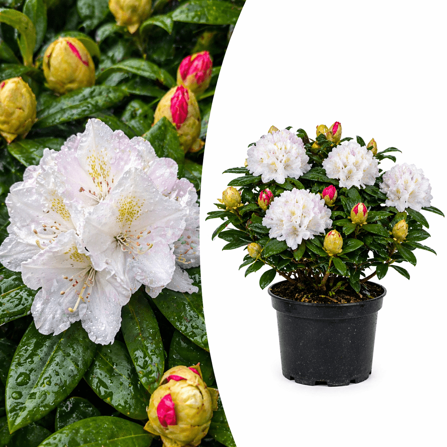 Rhododendron Gomer Waterer