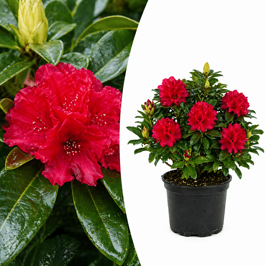 Rhododendron Negrito