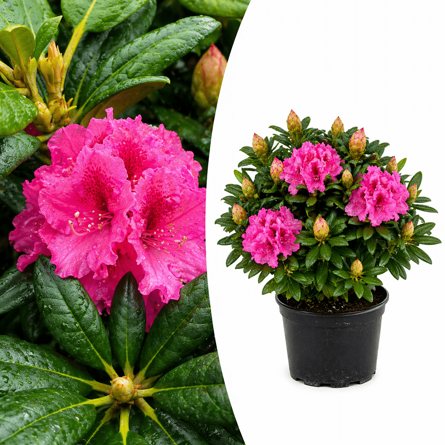 Rhododendron Hydon Hunter
