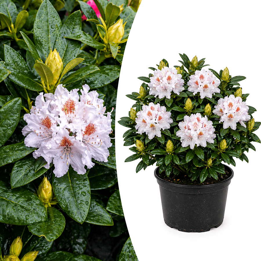 Rhododendron Luno White