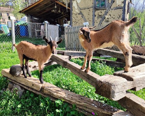 Alpski jarčići za priplod