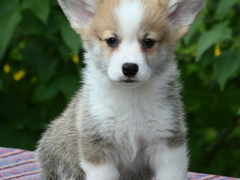 Velski korgi/Welsh Corgi Pembroke štenci