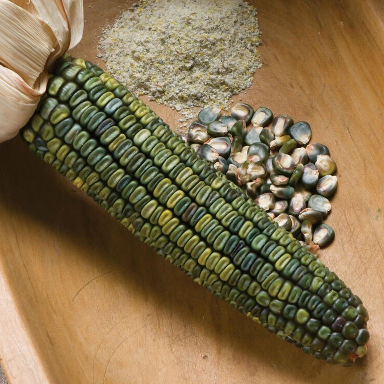 Zeleni Kukuruz Secerac Seme Oaxacan Green