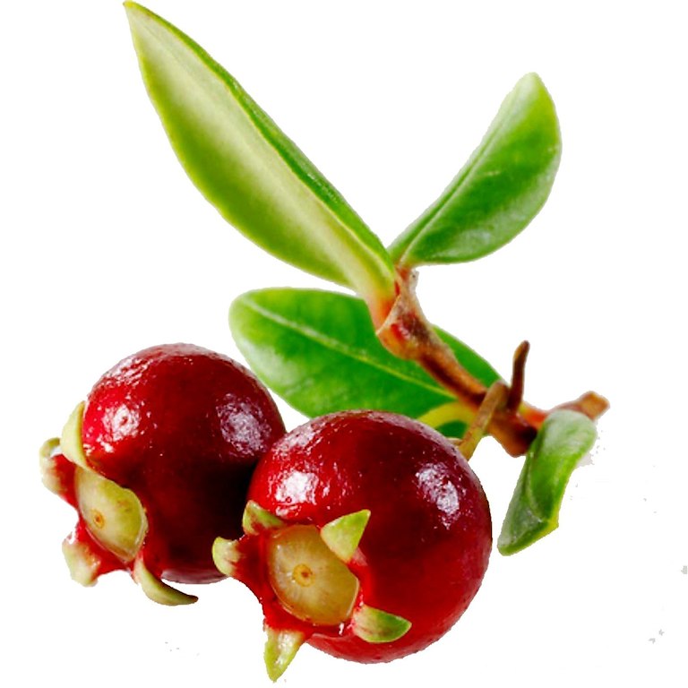 Cile Guava - Ugniberry Seme (Ugni molinae)