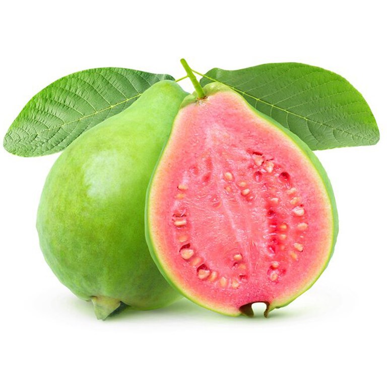Guava Seme (Psidium gujava)