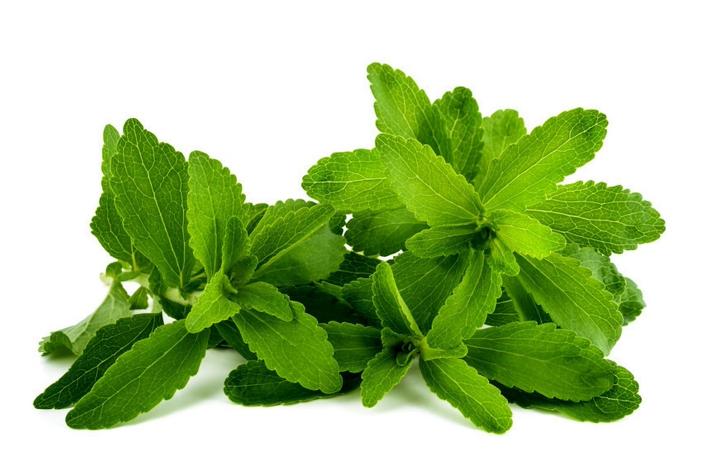 Stevia Seme (Stevia rebaudiana)