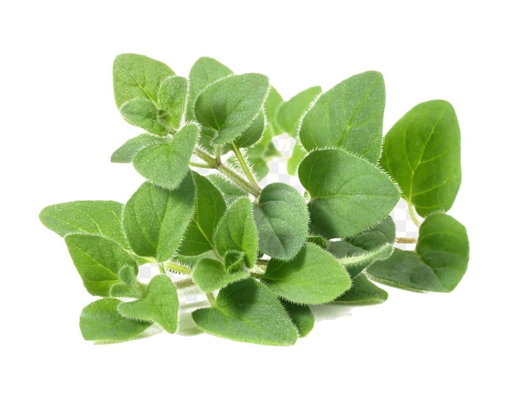Majoran Začin Seme (Origanum Majorana)