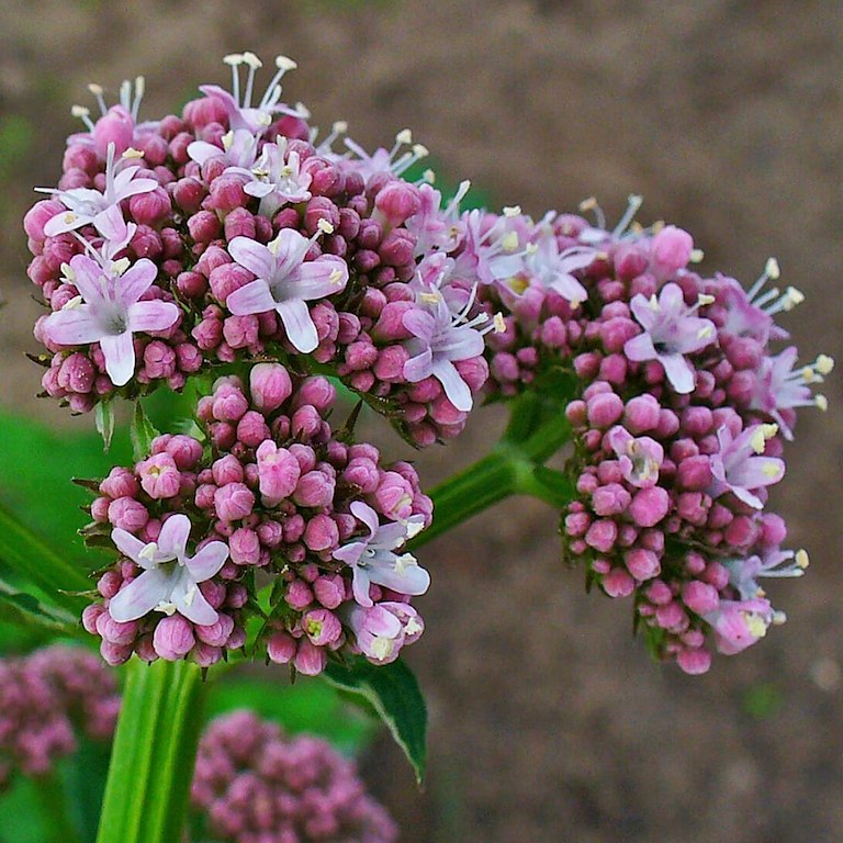 Valerijana Seme Najlekovitija biljka (Valeriana officinalis)