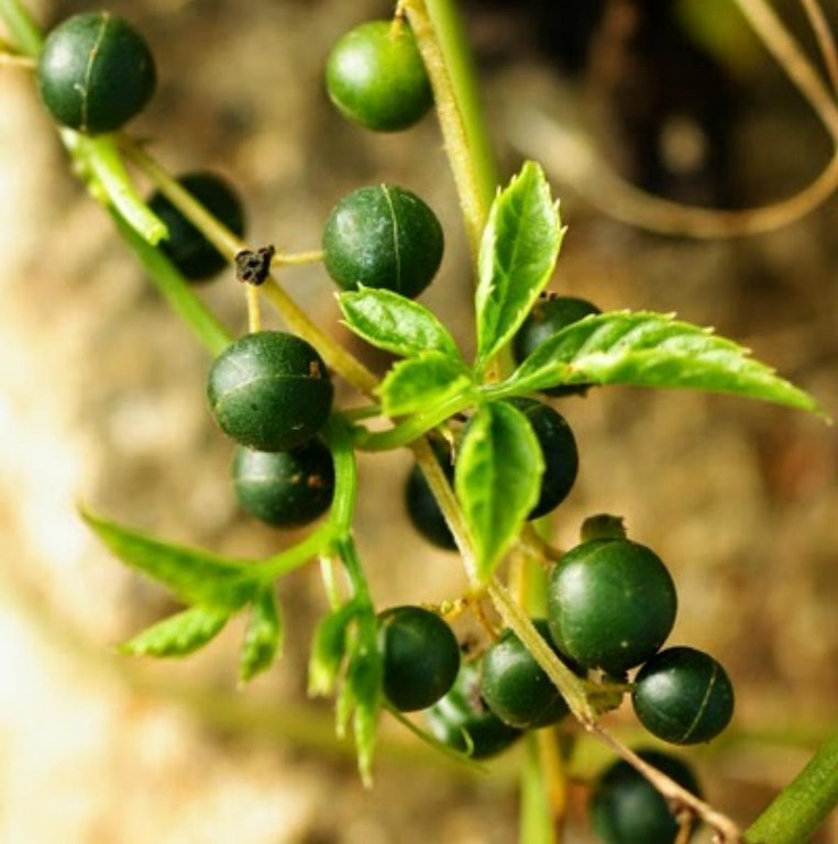 Jiaogulan Seme (Gynostemma Pentaphyllum)