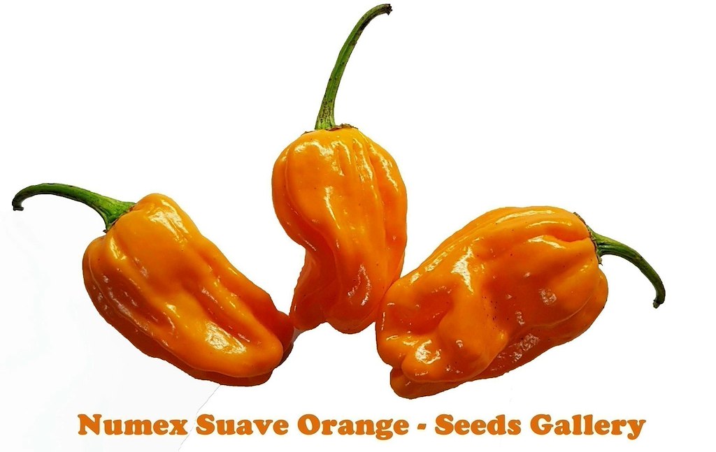 Chili Numex Suave Orange Seme
