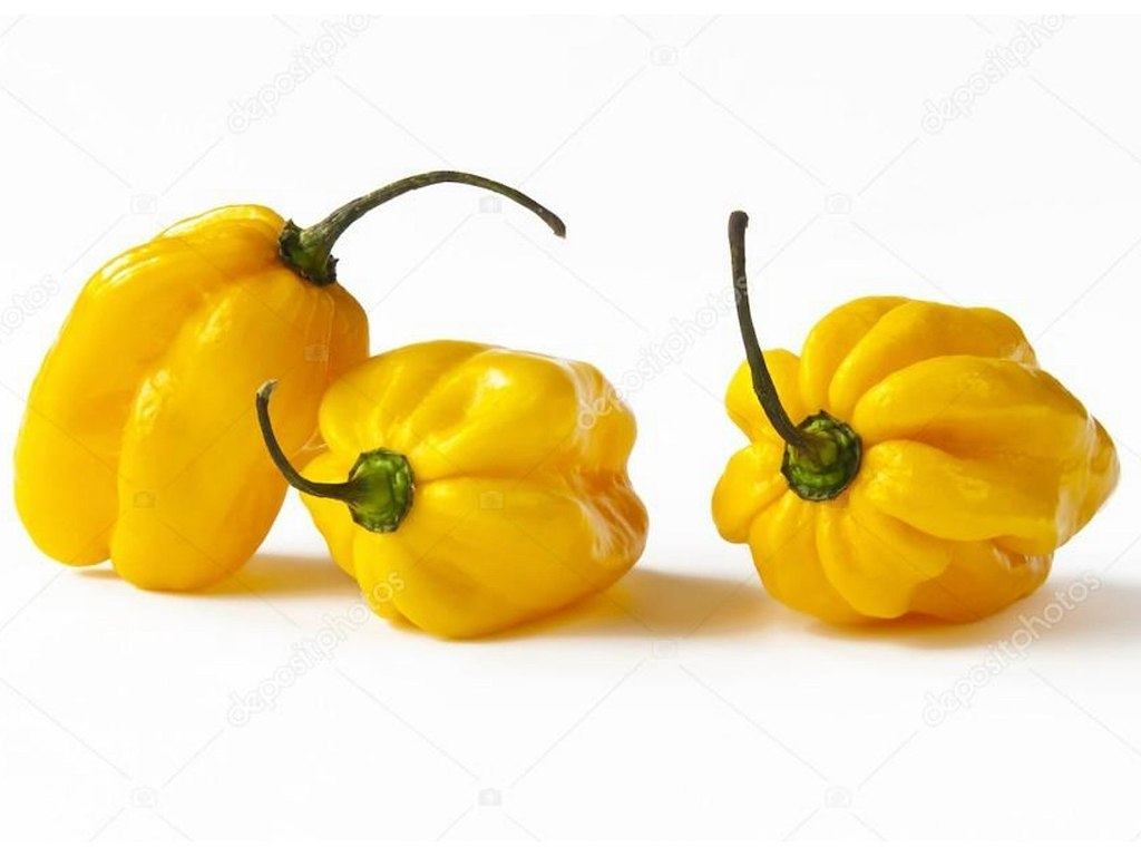 Habanero Bombe Jaune Seme (C. Chinense)