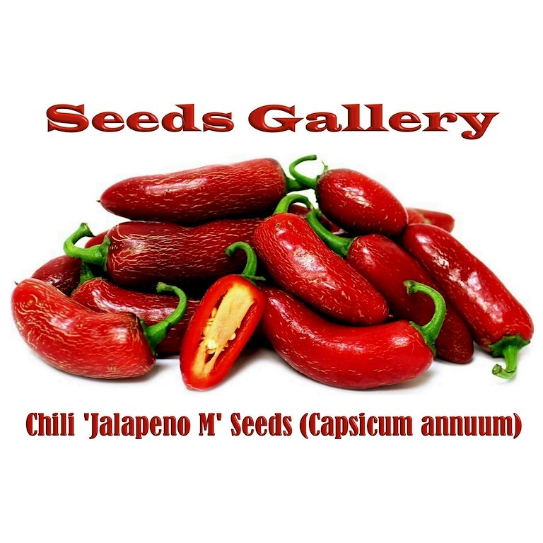 Chili Seme Jalapeno M (Capsicum annuum)
