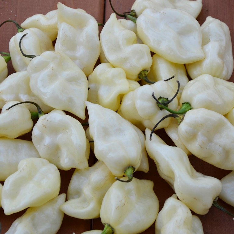 Chili Seme FATALII White
