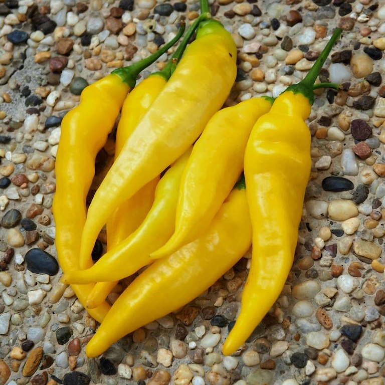 Seme cilija Aji ananas (Aji Pineapple Chili)