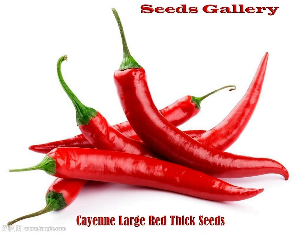 Chili Seme Cayenne Large Thick