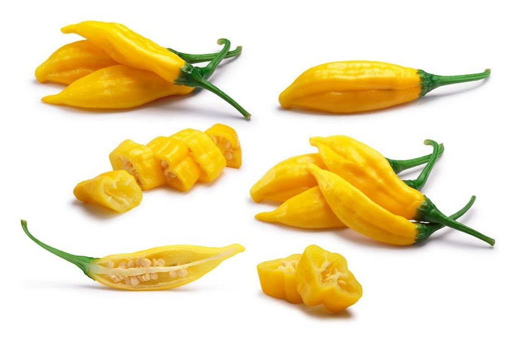 Lemon Drop Chili Seme (Capsicum baccatum)