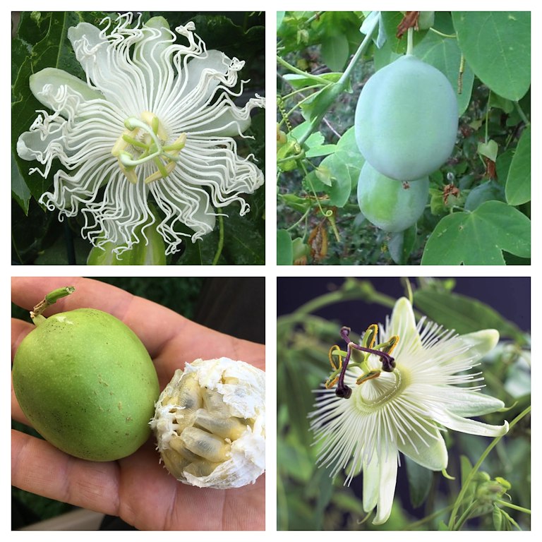 Seme bele pasiflore (Passiflora subpeltata)