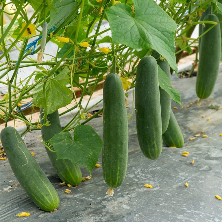 Marketmore Cucumber Seeds