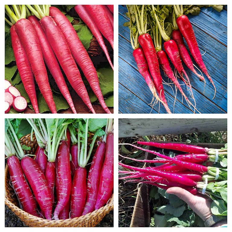 Radish Seeds Easter Rose
