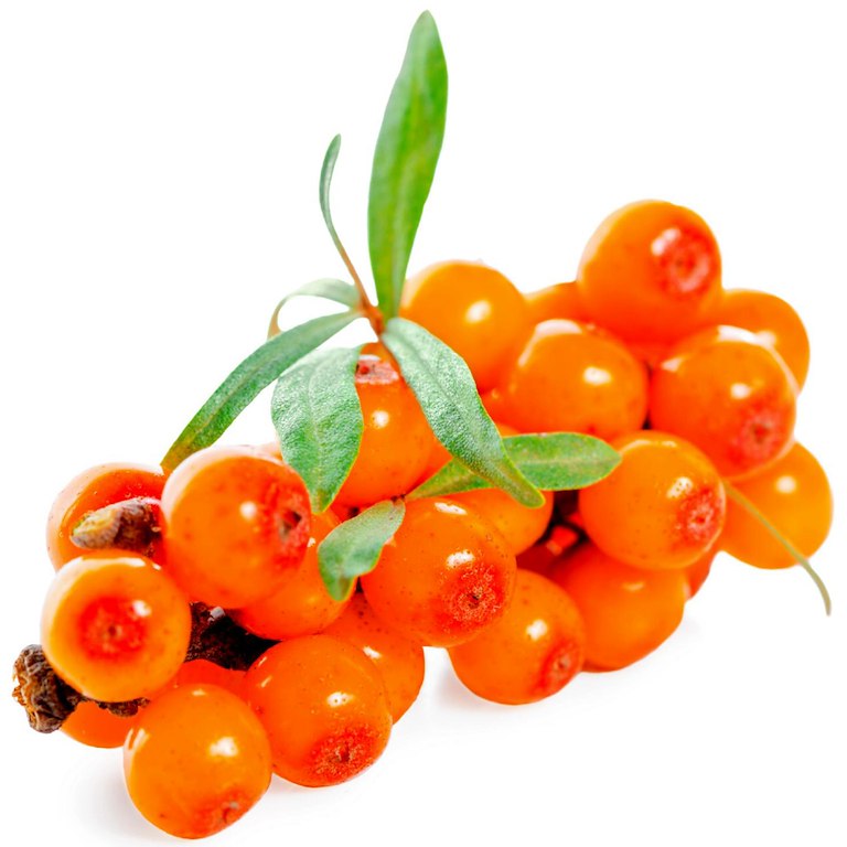 Pasji Trn Seme (Hippophae rhamnoides)