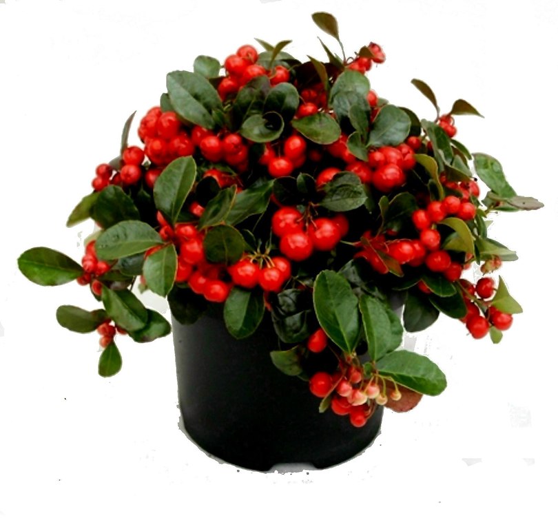 Gaultheria procumbens Seme