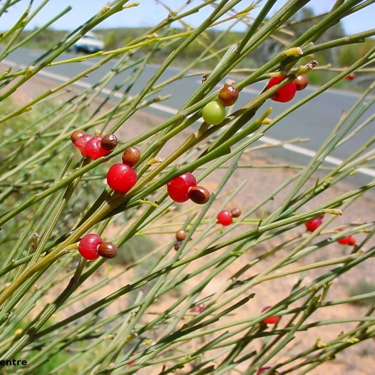 Placuca Tresnja Seme (Exocarpos sparteus)