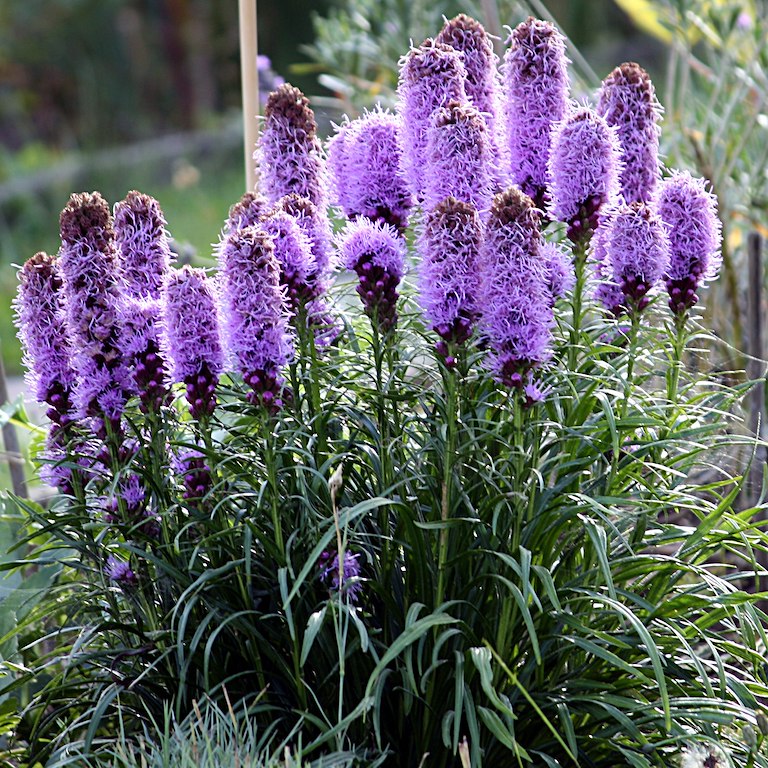 Plamena zvezda seme (Liatris spicata)