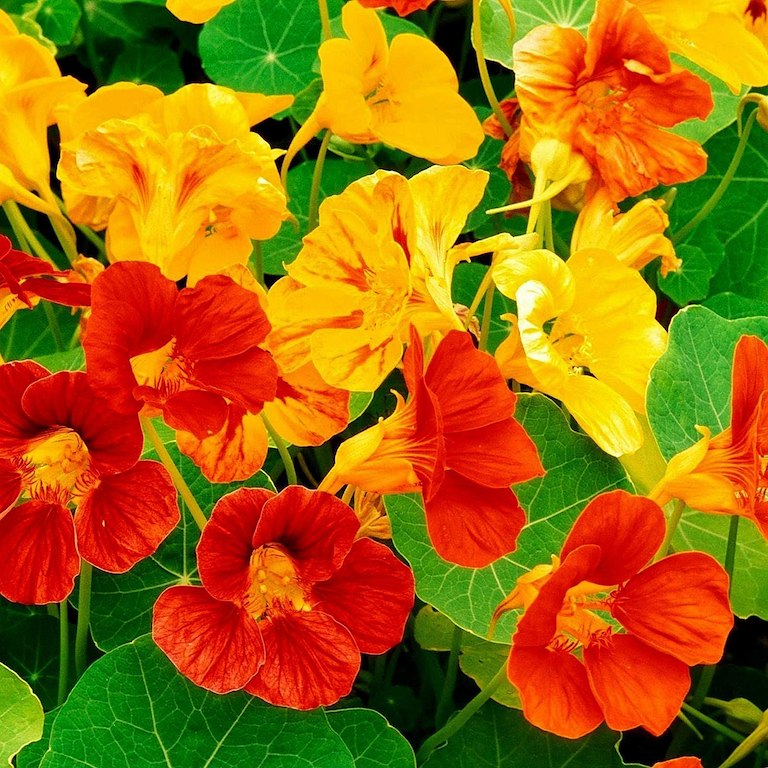 Dragoljub Seme - Jestivo i Lekovito Cvece (Tropaeolum majus)