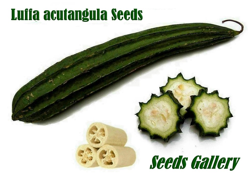 Rebrasta lufa Seme (Luffa acutangula)