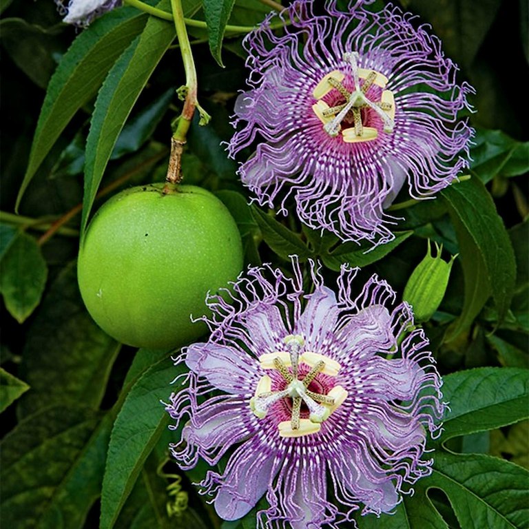 Maypop, Ljubicasta Pasiflora Seme (Passiflora incarnata)