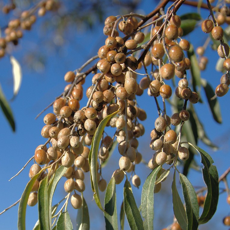 Ruska Maslina - Dafina Seme (Elaeagnus angustifolia)