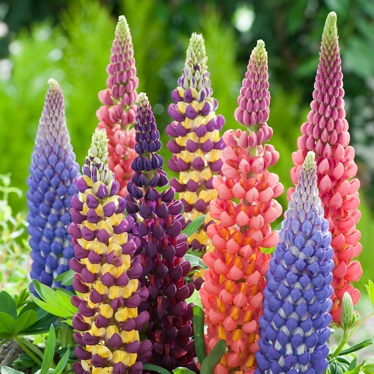 Vucika mix Boje Seme (Lupinus polyphyllus)