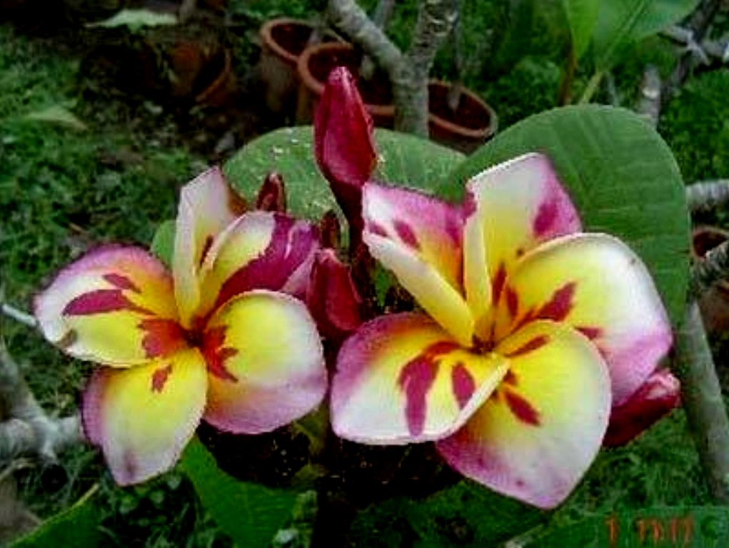 Plumeria Seme THREE KINGS