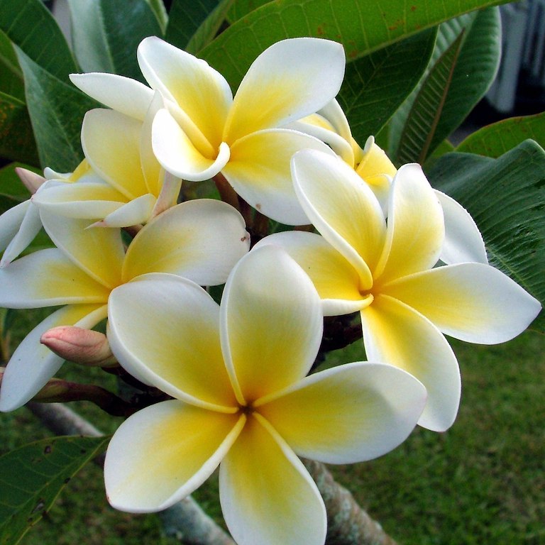 Plumeria Seme Yellow gold