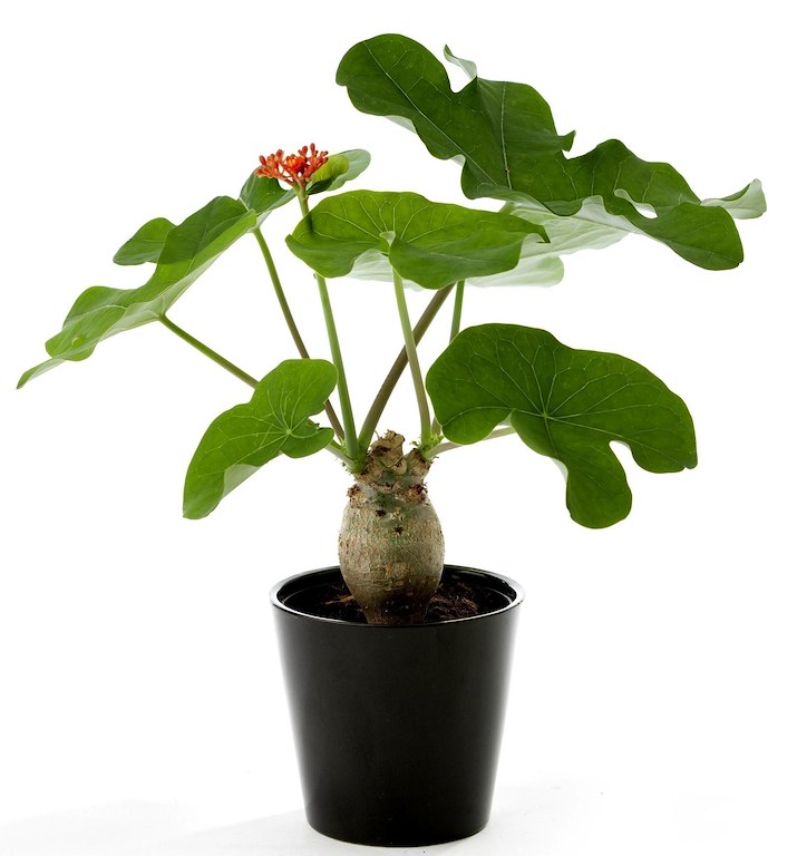Koralno drvo Seme (Jatropha podagrica)