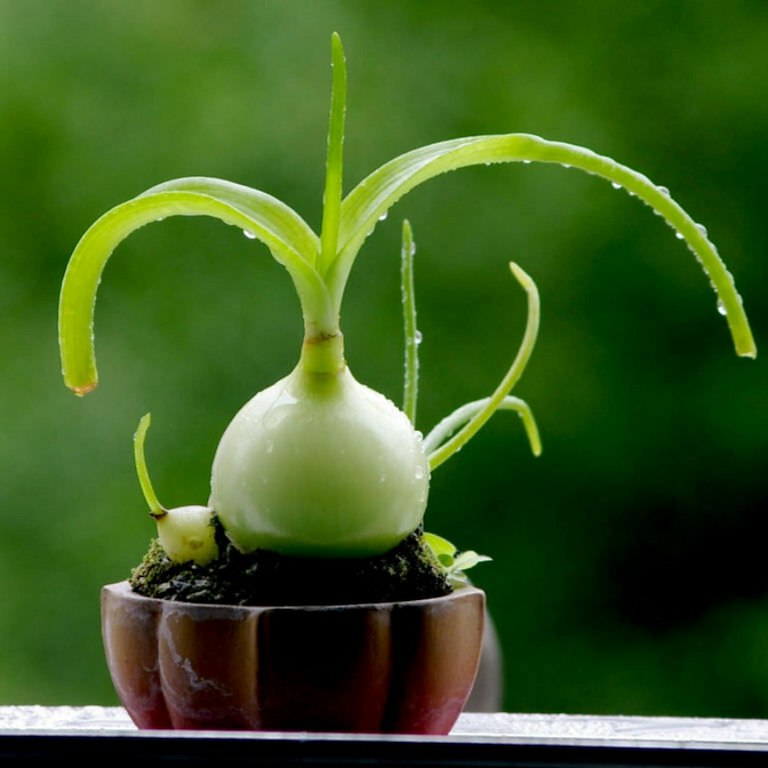 Seme morskog luka (Albuca bracteata)