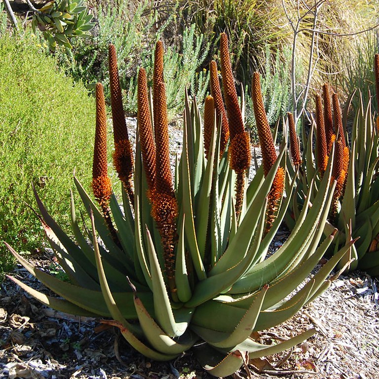 Seme aloje maciji rep (Aloe castanea)