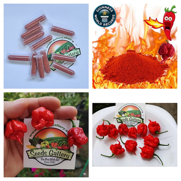 Carolina Reaper mlevena u epruveti, Najljuci Chilli Na Svetu