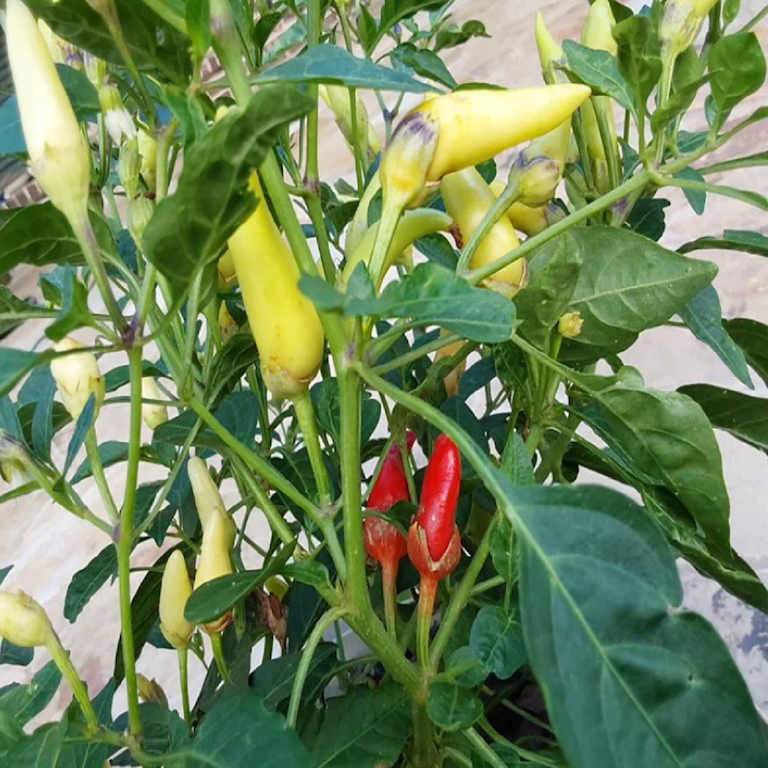 Seme Paprike White Bleeding Rawit (Capsicum chinense)