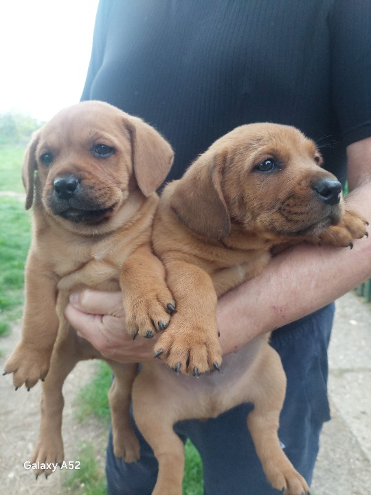 Stenad Labradora i Engleskog buldoga / Bullador
