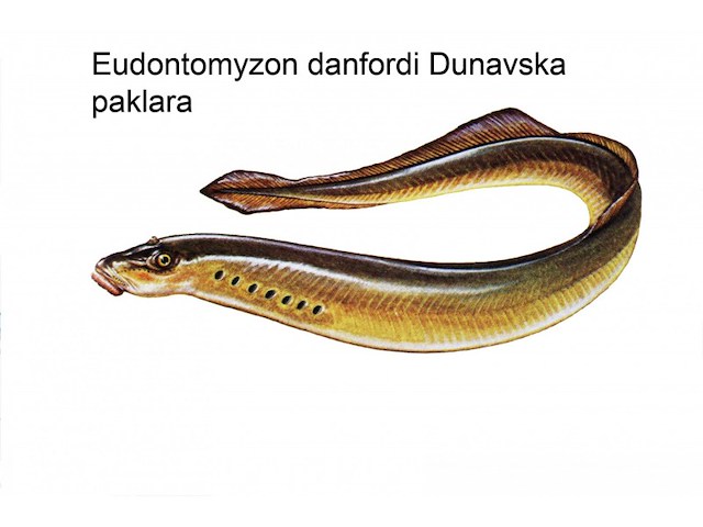 Dunavska paklara