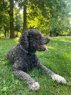 Lagotto romagnolo za parenje