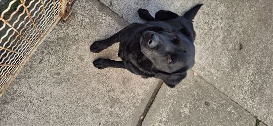 Labrador retriver, odrastao pas