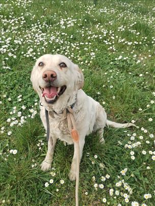 Labrador retriver, mlad pas