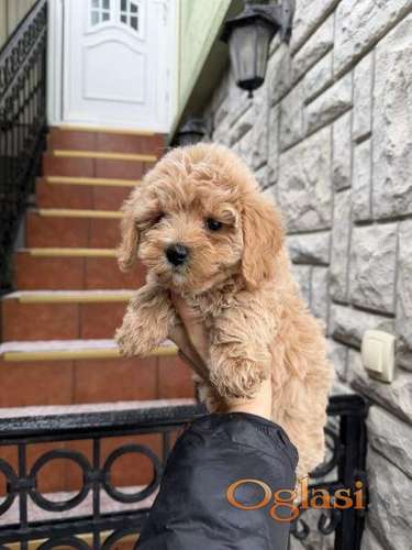 Maltipoo vrhunske genetike