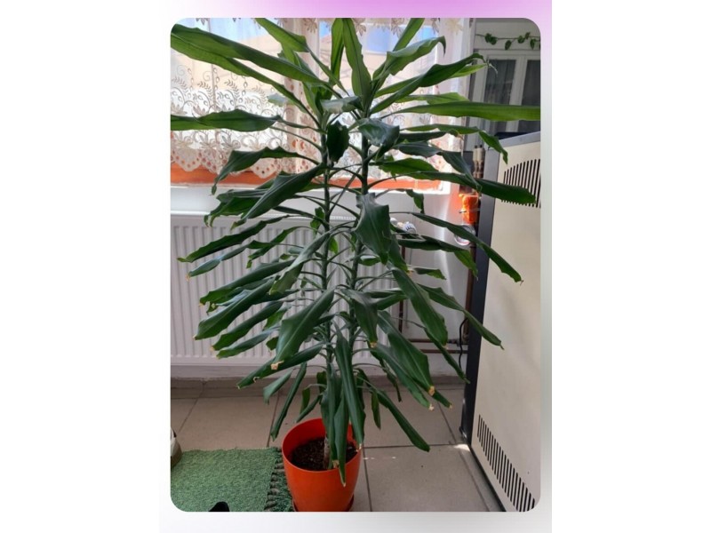 dracena saksijasko cvece